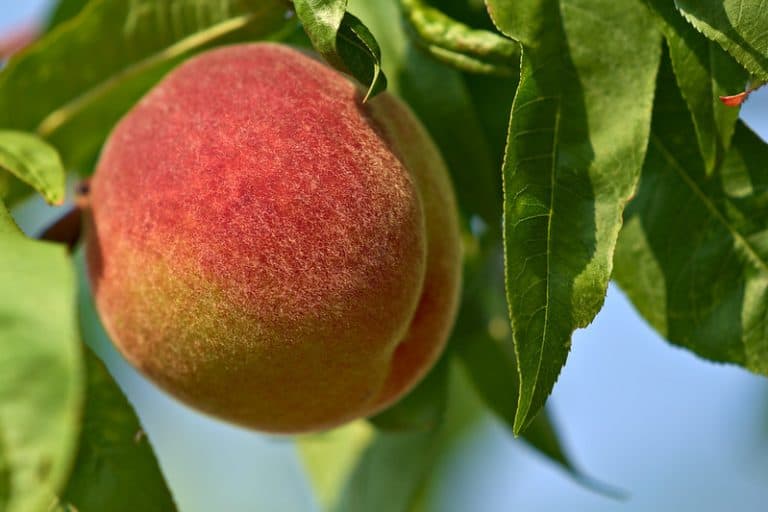 5 USDA Zone 4 Peach Tree Varieties To Plant Today
