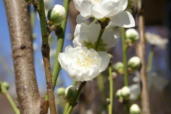 16 Stunning USDA Zone 6 Ornamental Flowering Trees