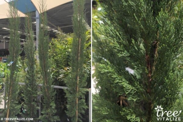 9 Arizona Evergreen Trees to Grow (Trees That Don’t Shed)