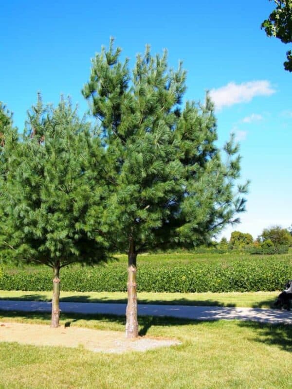 15 Trees That Thrive in USDA Hardiness Zone 6