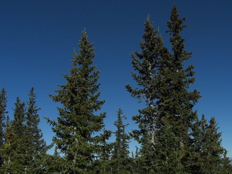 20 Common Types of Washington State Native Trees