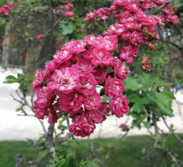 6 Common Texas Trees with Berries (& How to Identify Them)