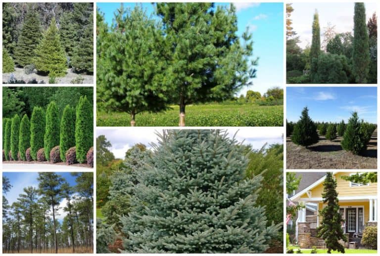 8 Excellent Evergreen Trees That Will Thrive in USDA Zone 7
