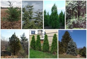 8 Excellent Evergreen Trees That Will Thrive in USDA Zone 7