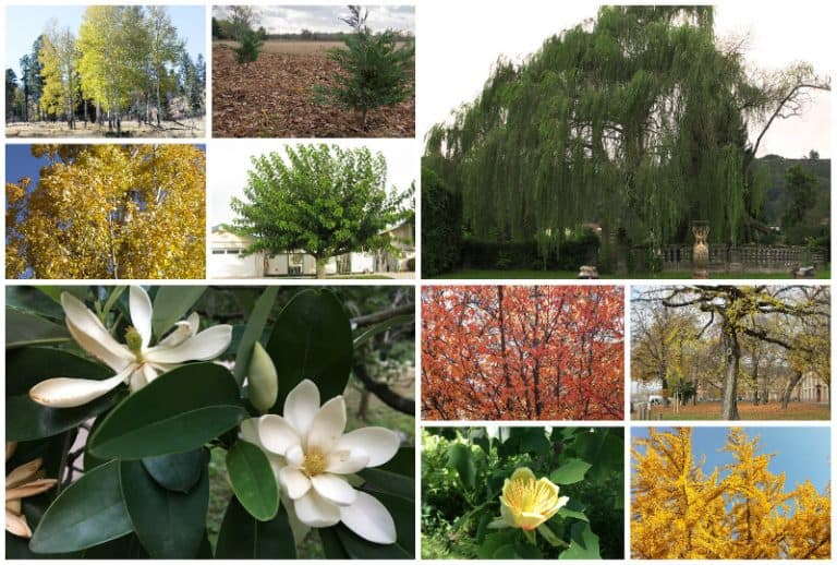 14 Fast Growing Shade Trees to Grow in Florida