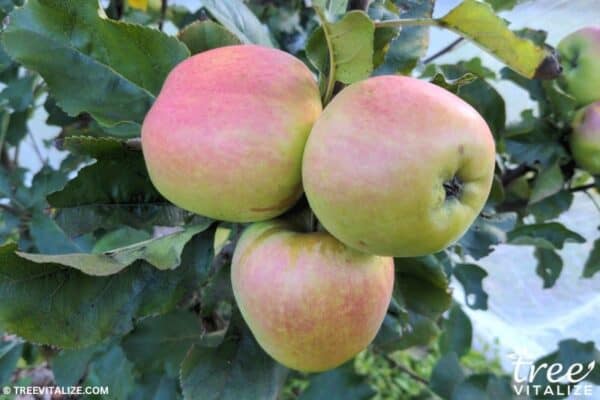 10 Best Fruit Tree Varieties to Grow in Washington State