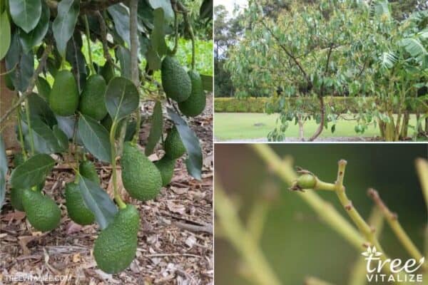 6 Best Avocado Tree Varieties to Grow in Texas