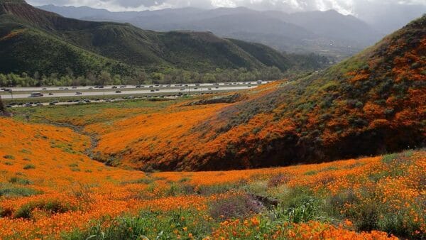 USDA Zone 10: Where is it? What to Plant? Tips to Success