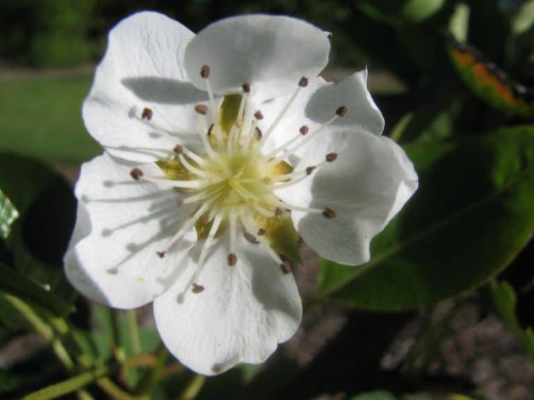 7 Best Varieties of Pear Trees to Grow in Florida