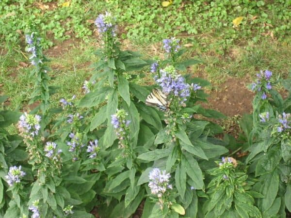 USDA Zone 10: Where is it? What to Plant? Tips to Success