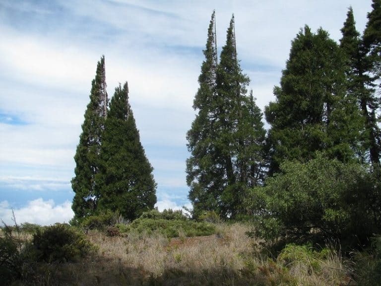 6 Fast Growing Trees for Washington State (Shade or Hedge)