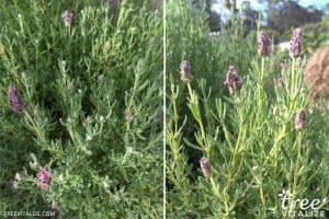 USDA Zone 5: Where is it? What to Plant? Tips to Success