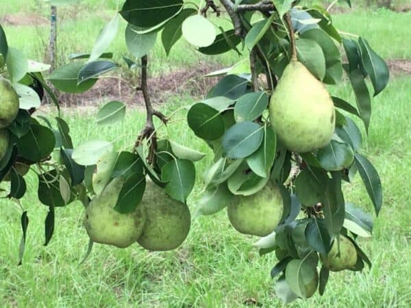 7 Best Varieties of Pear Trees to Grow in Florida
