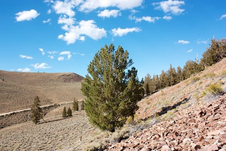 5 Types of Pine Trees You Will Find in Washington State