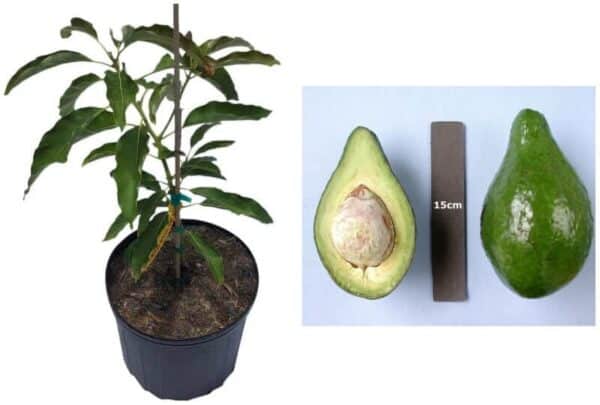 6 Best Avocado Tree Varieties to Grow in Texas
