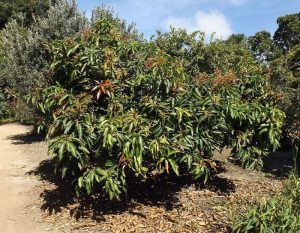 6 Best Mango Tree Varieties to Grow in Texas