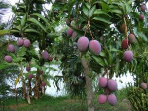 8 Best Types of Mango Trees to Grow in Florida