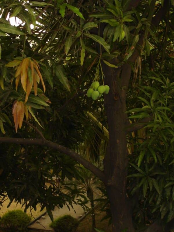 6 Best Mango Tree Varieties to Grow in Texas