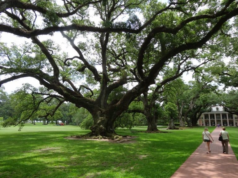 USDA Zone 9: Where is it? What to Plant? Tips to Success