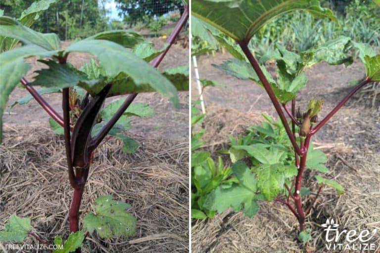 USDA Zone 9: Where is it? What to Plant? Tips to Success