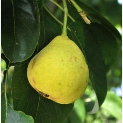 7 Best Varieties of Pear Trees to Grow in Florida