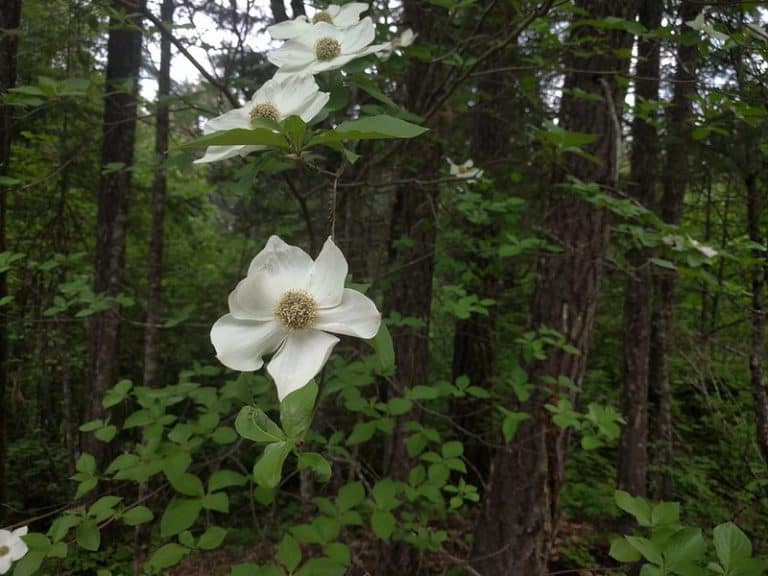 20 Common Types of Washington State Native Trees