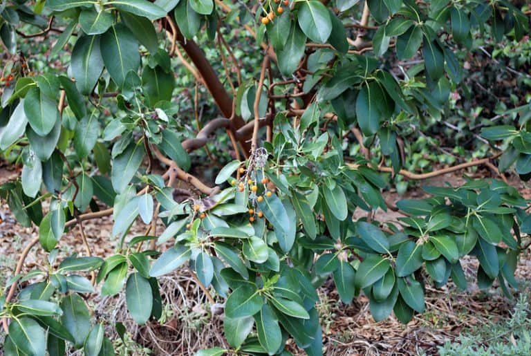 20 Common Types of Washington State Native Trees