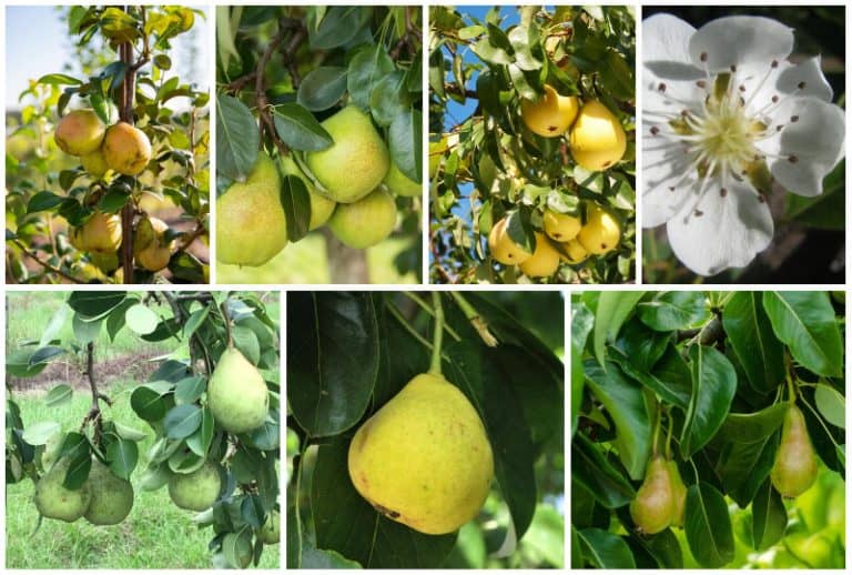 7 Best Varieties of Pear Trees to Grow in Florida