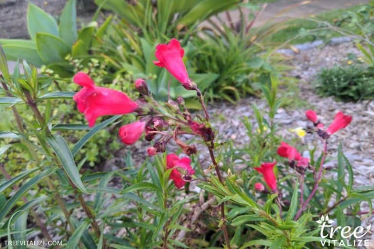 USDA Zone 5: Where is it? What to Plant? Tips to Success