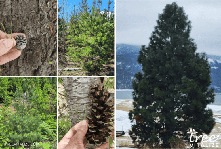 How Do Pine Trees Reproduce Full Reproduction Cycle