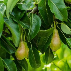 7 Best Varieties of Pear Trees to Grow in Florida