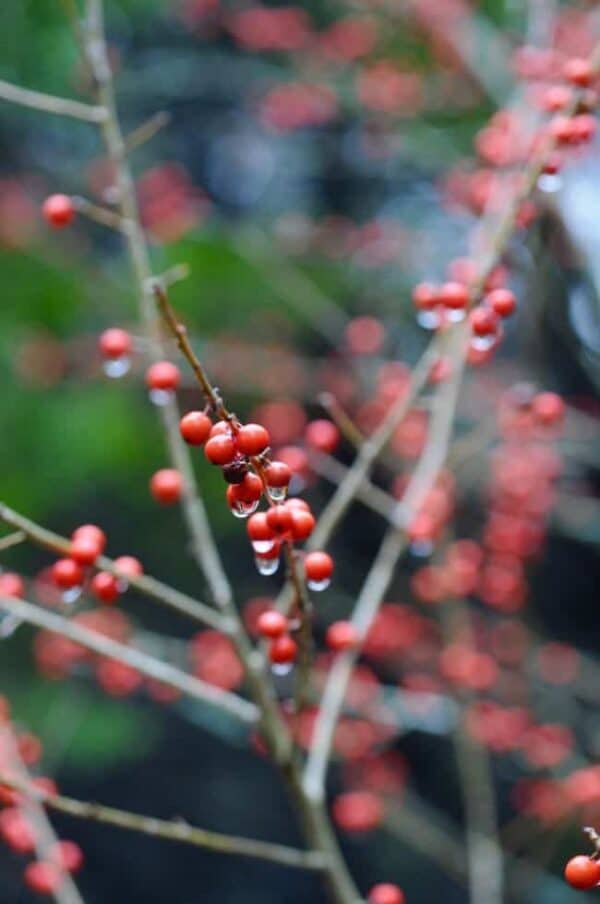6 Common Texas Trees with Berries (& How to Identify Them)