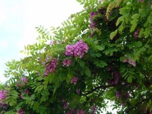 16 Stunning USDA Zone 6 Ornamental Flowering Trees