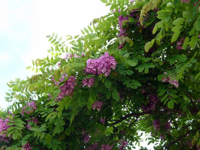 16 Stunning USDA Zone 6 Ornamental Flowering Trees