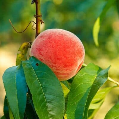 5 USDA Zone 4 Peach Tree Varieties To Plant Today