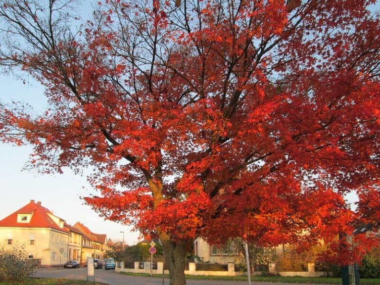 6 Fast Growing Trees for Washington State (Shade or Hedge)