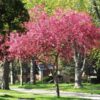 12 Washington State Flowering Trees to Brighten Up Your Yard