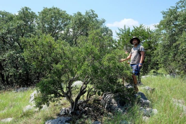 6 Common Texas Trees with Berries (& How to Identify Them)