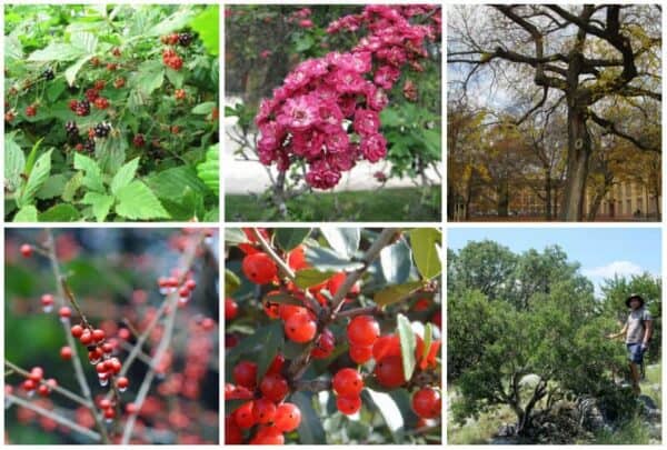 6 Common Texas Trees with Berries (& How to Identify Them)