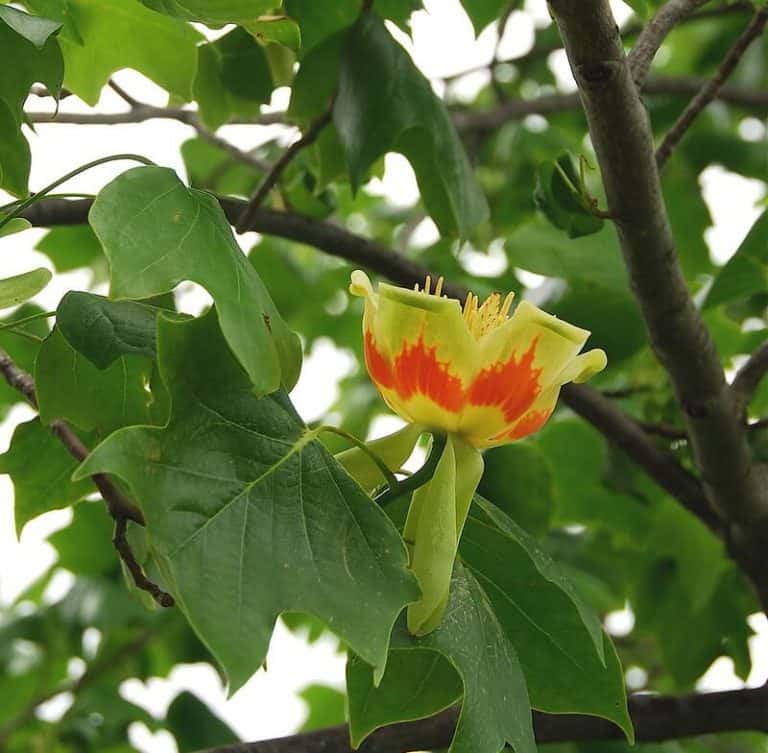 12 Washington State Flowering Trees to Brighten Up Your Yard