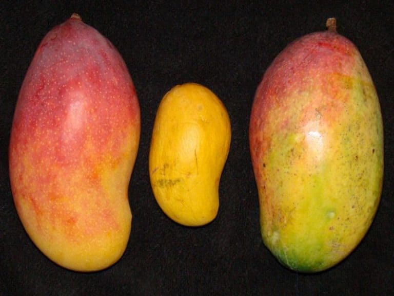 8 Best Types of Mango Trees to Grow in Florida