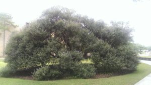 15 Trees That Thrive in USDA Hardiness Zone 6