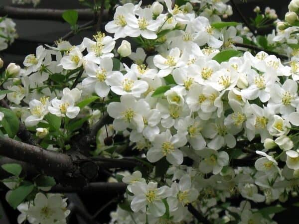 20 Flowering Trees to Grow in Indiana (Incl. Purple Blooms)