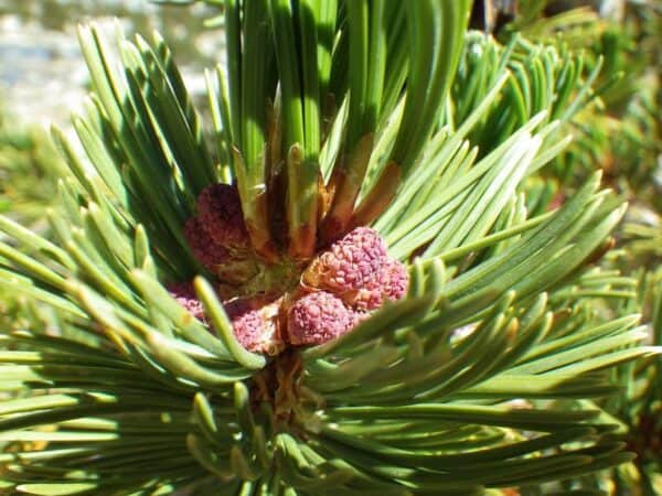 5 Types of Pine Trees You Will Find in Washington State