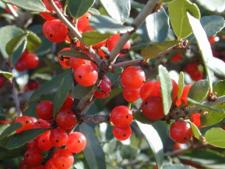 6 Common Texas Trees with Berries (& How to Identify Them)