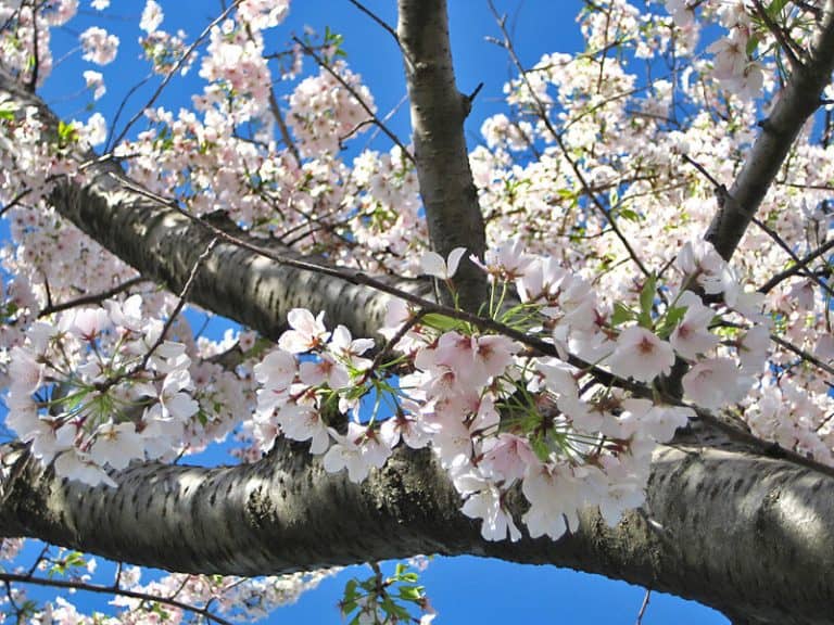 16 Stunning USDA Zone 6 Ornamental Flowering Trees