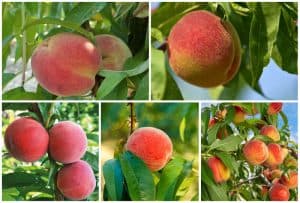 USDA Zone 4: Where is it? What to Plant? Tips to Success