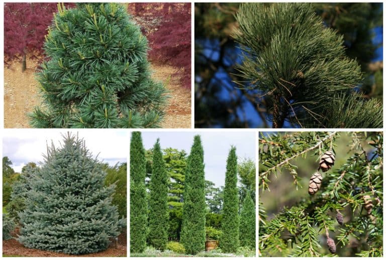 Planting Zones Arizona - Hardiness, Gardening & Climate Zone