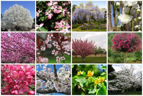 20 Full-Sized & Small Ornamental Flowering Trees for Zone 7