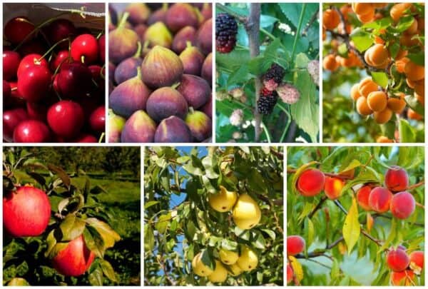 8 Best Fruit Trees That Grow in Pennsylvania